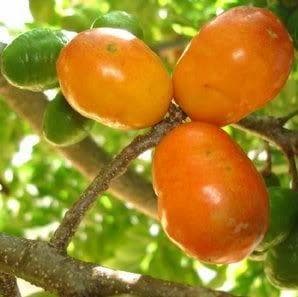 Best Tropical Fruits to Eat