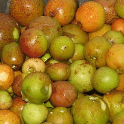 Best Tropical Fruits to Eat