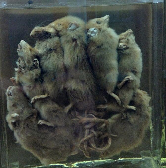 Things You Didn't Know About Rat Kings