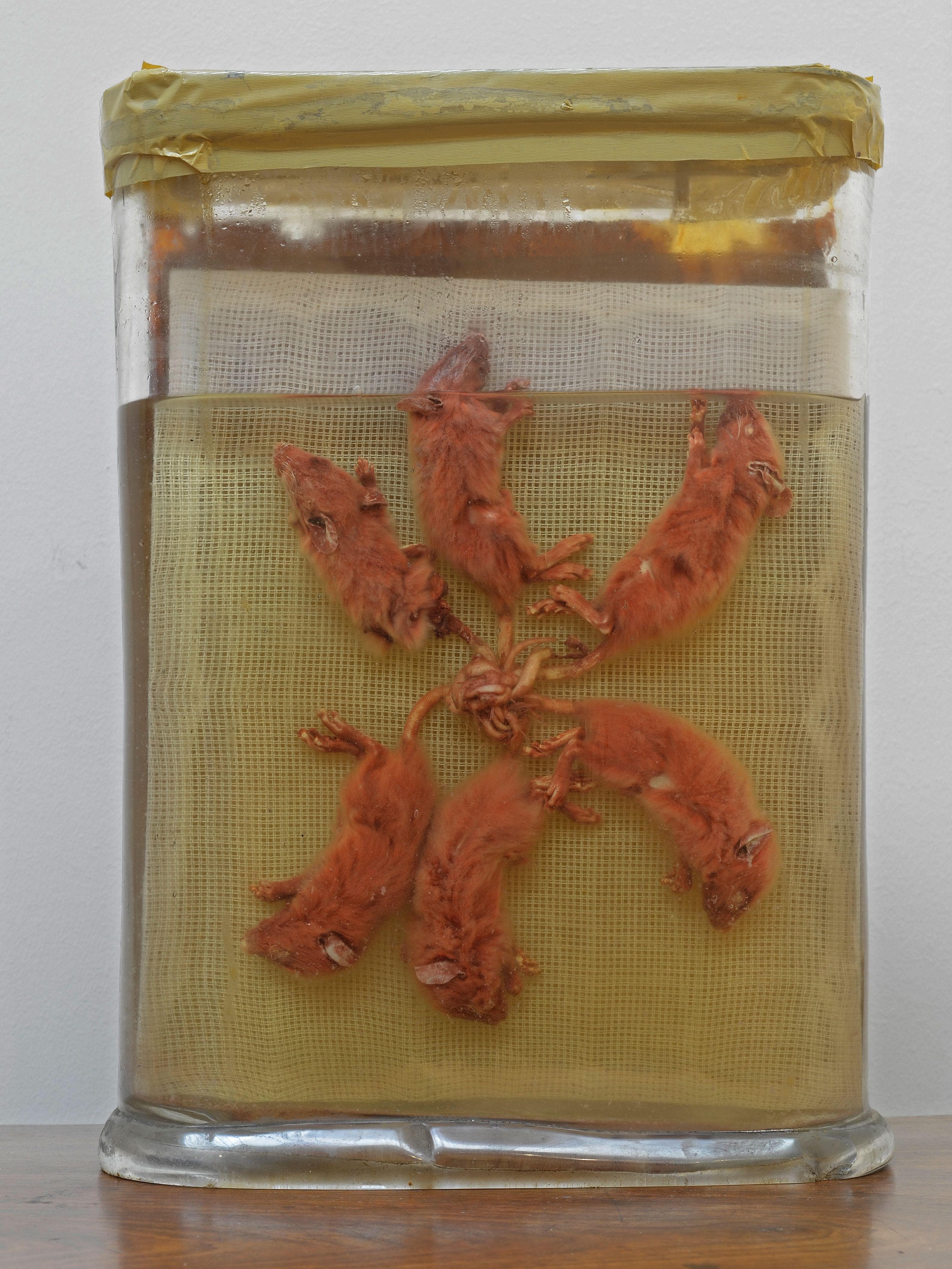 Things You Didn't Know About Rat Kings