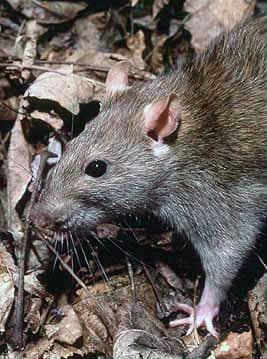 Things You Didn't Know About Rat Kings