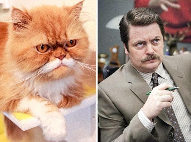 Cats Who Look Like Famous TV Characters