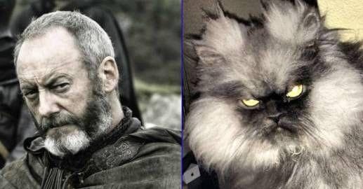 Cats Who Look Like Famous TV Characters