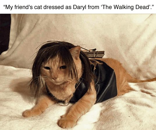 Cats Who Look Like Famous TV Characters