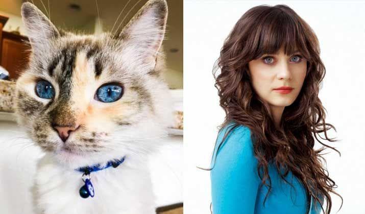 Cats Who Look Like Famous TV Characters