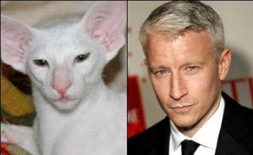 Cats Who Look Like Famous TV Characters