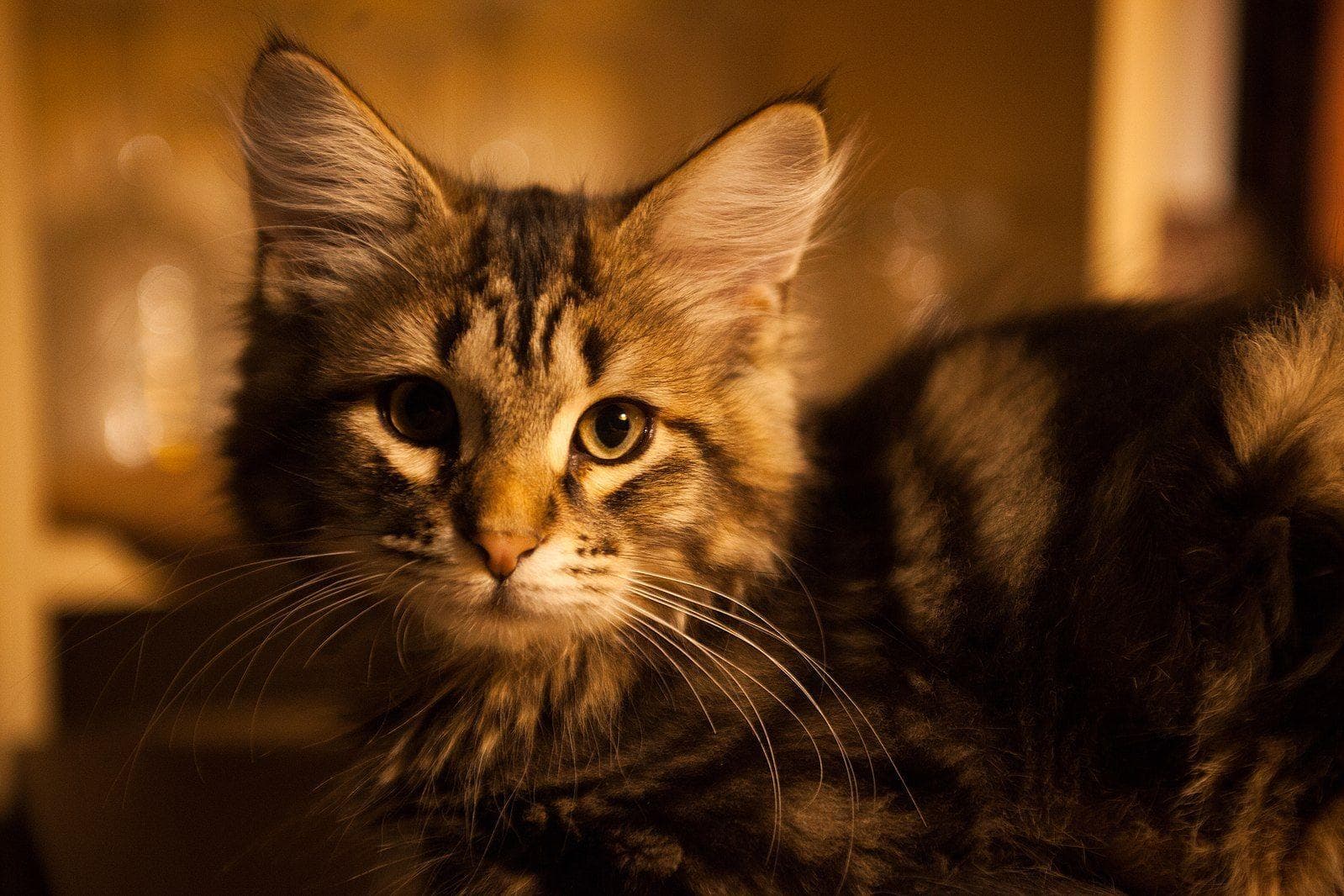 13 People Who Left Their Fortunes to Their Pets