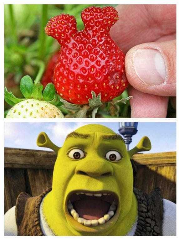 Foods That Weirdly Look like Cartoon Characters