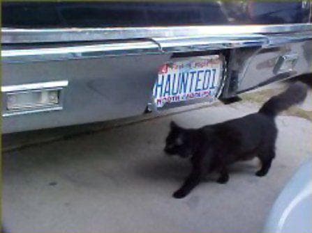 26 Funny Hearse License Plates That Are a Little Too Dark
