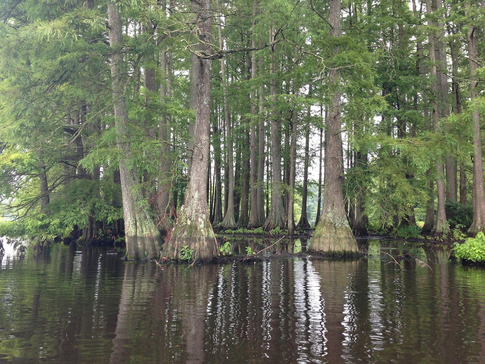 Myths and Legends Surrounding Maryland's Haunted Pocomoke Forest
