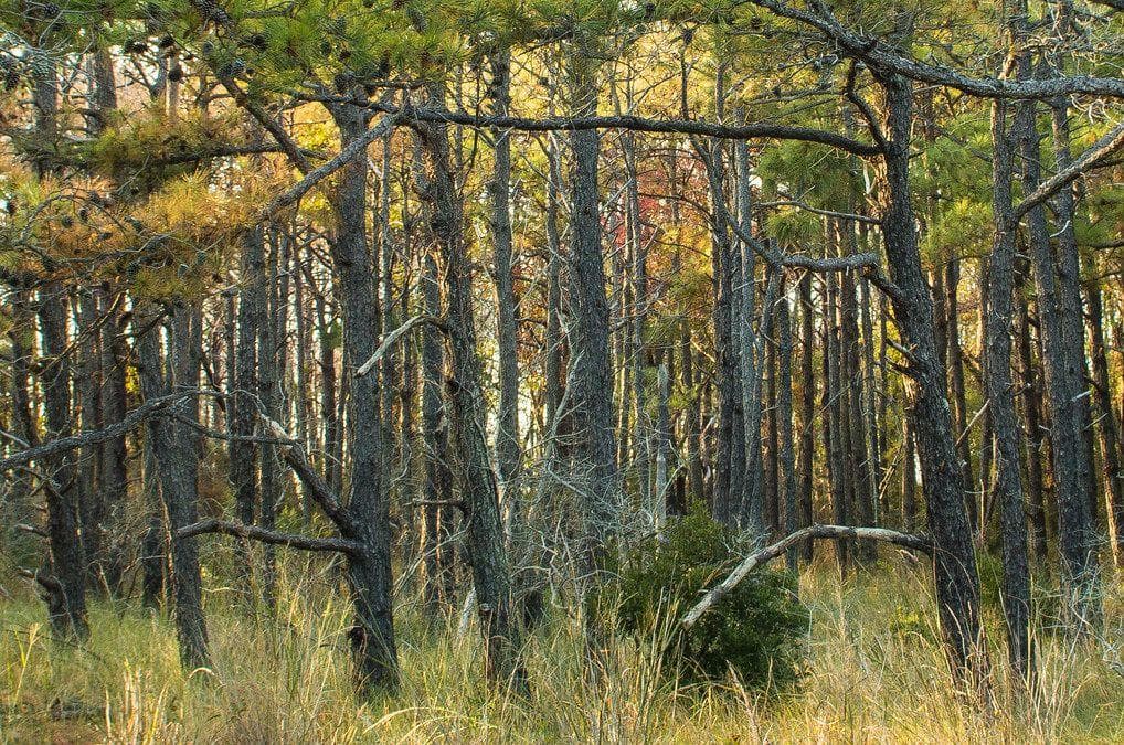 Myths and Legends Surrounding Maryland's Haunted Pocomoke Forest