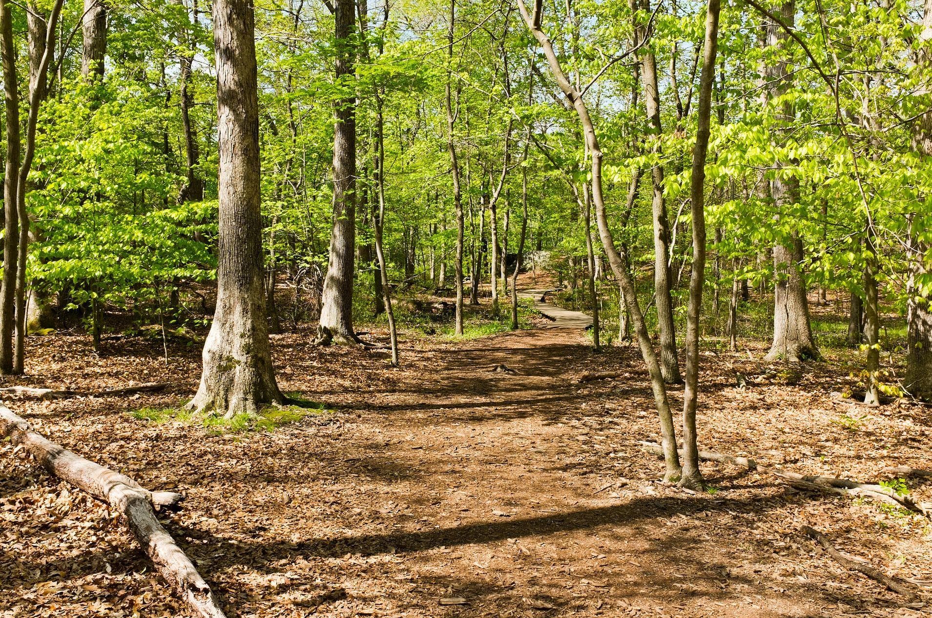 Myths and Legends Surrounding Maryland's Haunted Pocomoke Forest