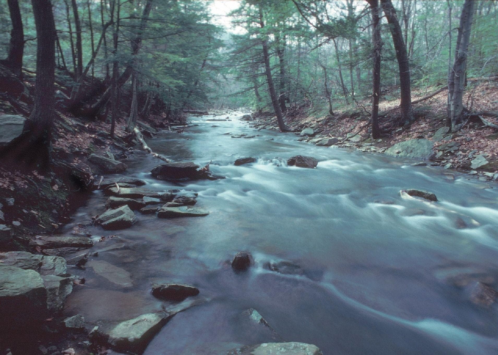 Myths and Legends Surrounding Maryland's Haunted Pocomoke Forest