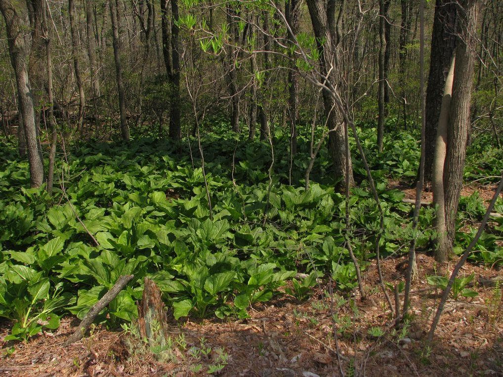 Myths and Legends Surrounding Maryland's Haunted Pocomoke Forest