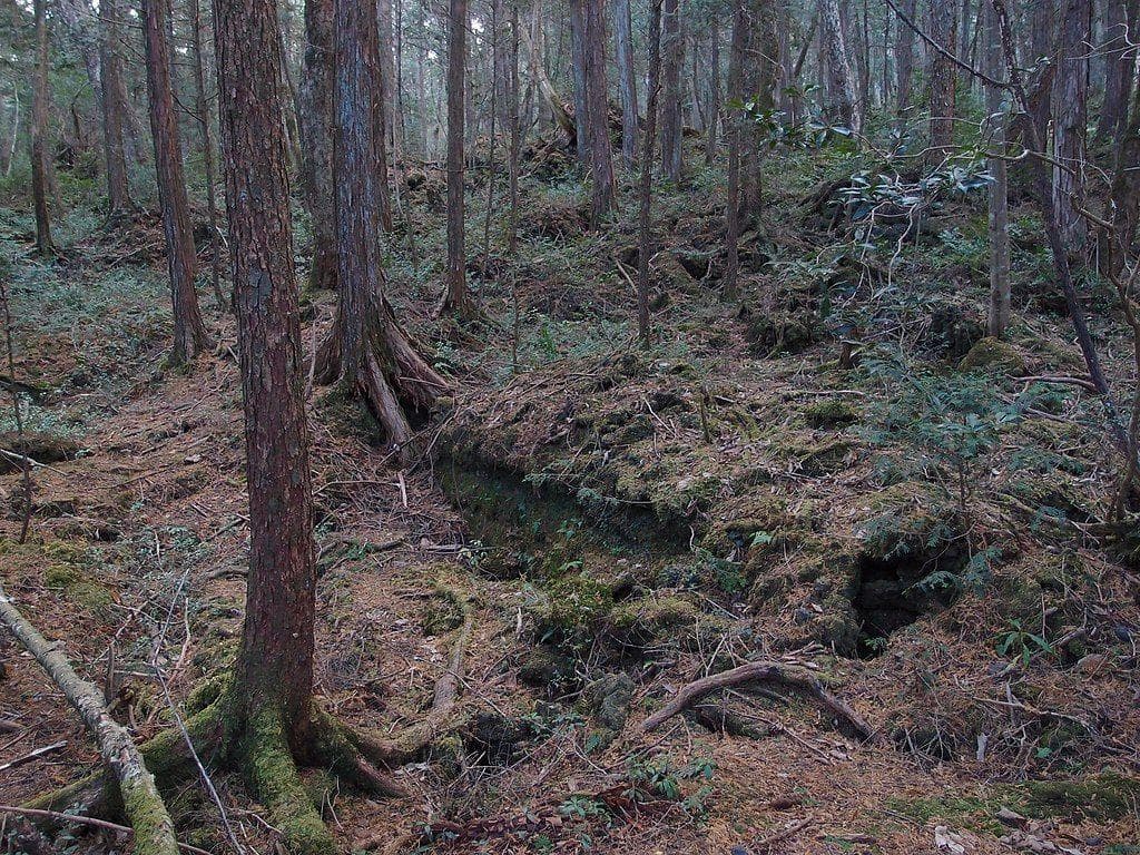 12 Super Haunted Forests You Never Want To Get Lost In
