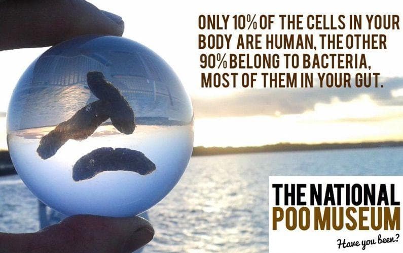 9 Times Literal Poop Has Been Displayed in Museums