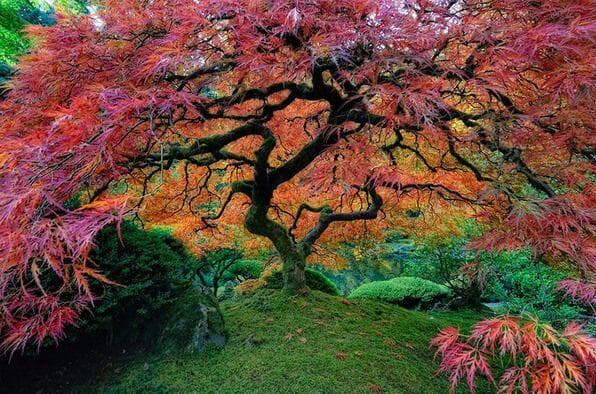 28 Beautiful Trees Around the World That Are Super Unique