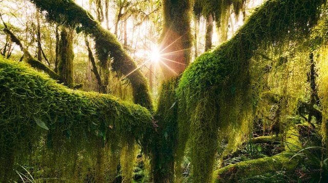 28 Beautiful Trees Around the World That Are Super Unique
