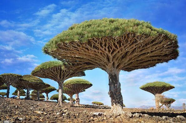 28 Beautiful Trees Around the World That Are Super Unique