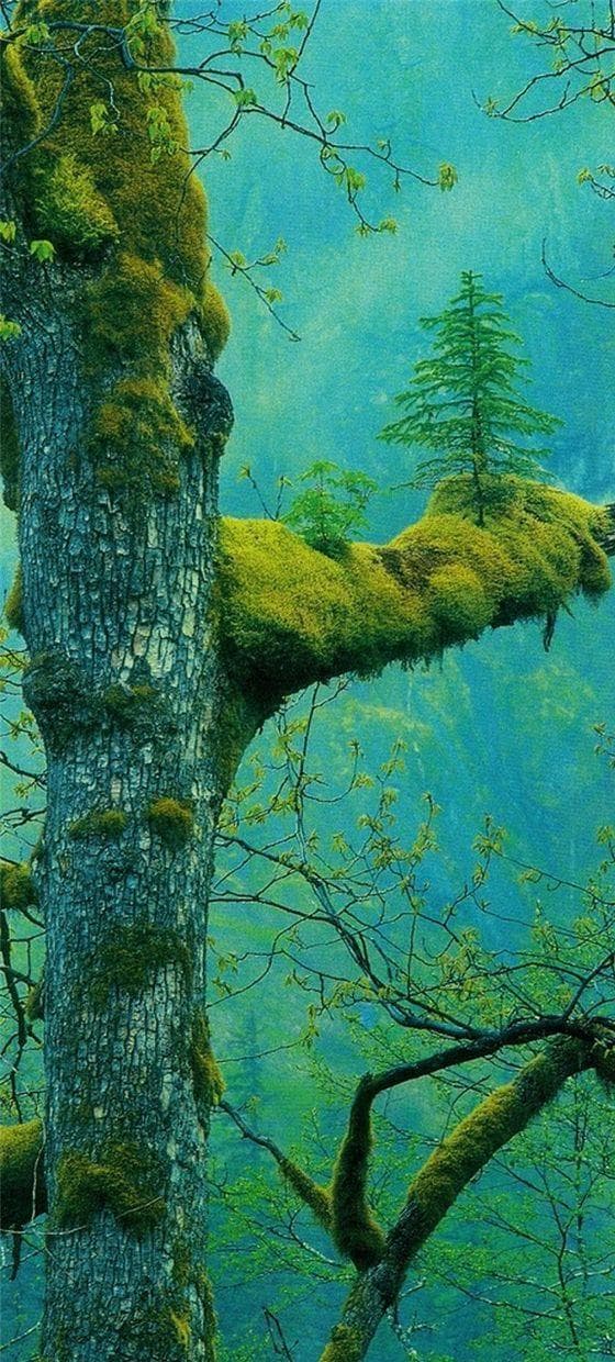28 Beautiful Trees Around the World That Are Super Unique