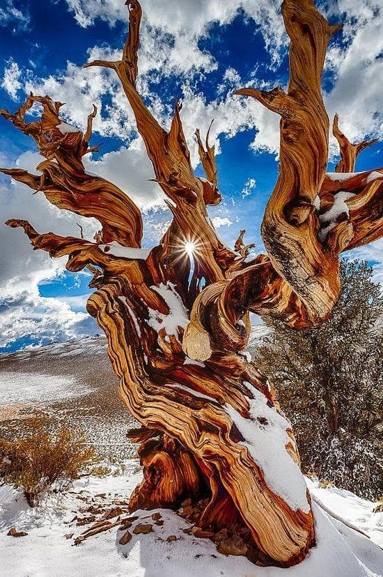 28 Beautiful Trees Around the World That Are Super Unique