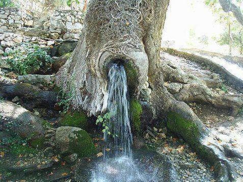 28 Beautiful Trees Around the World That Are Super Unique