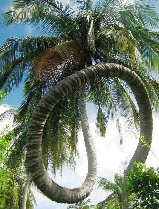 Interesting Trees In The World Amazing Trees Around The World 🌴😱