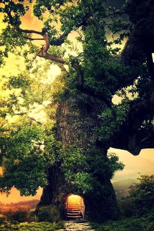 28 Beautiful Trees Around the World That Are Super Unique