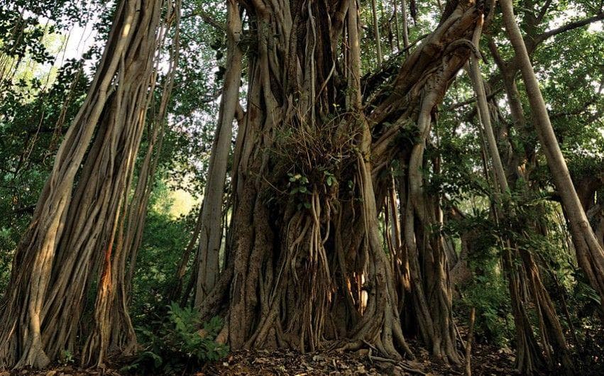 28 Beautiful Trees Around the World That Are Super Unique
