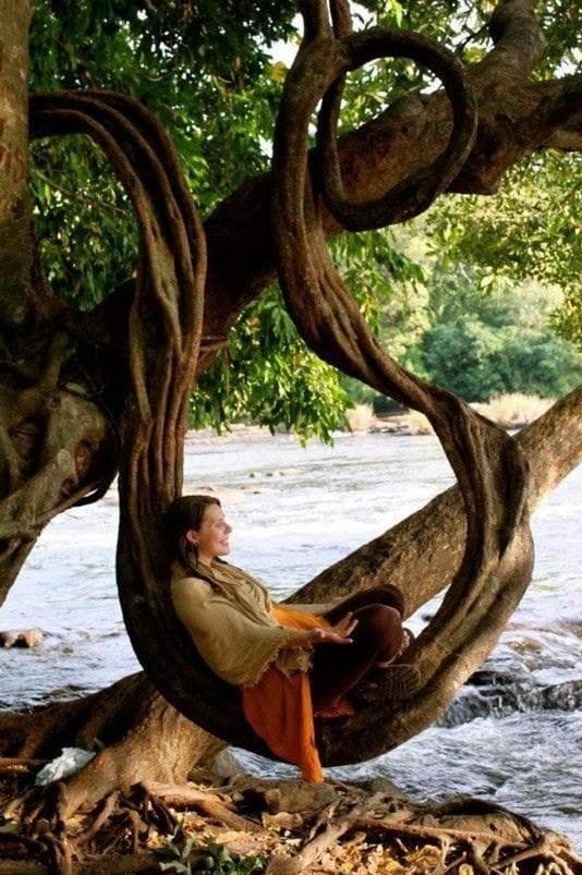 28 Beautiful Trees Around the World That Are Super Unique