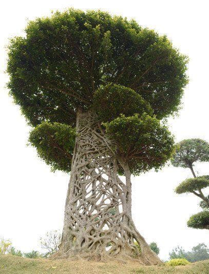 28 Beautiful Trees Around the World That Are Super Unique