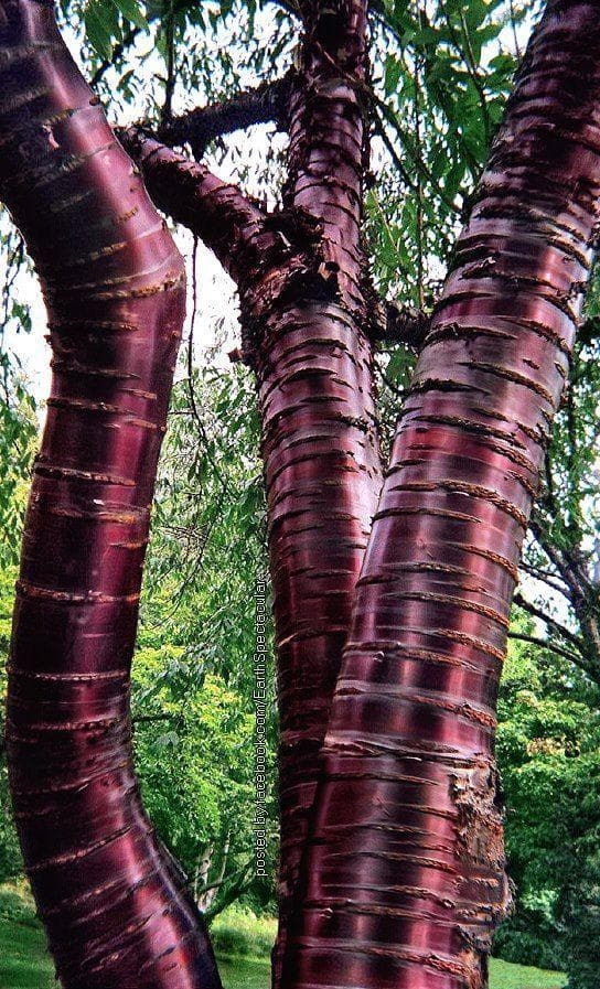 28 Beautiful Trees Around the World That Are Super Unique