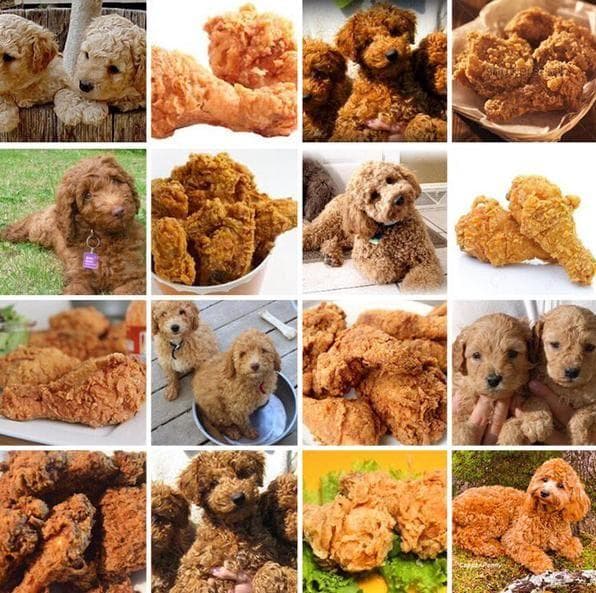 Animals or Foods: Memes That Make It Hard to Tell