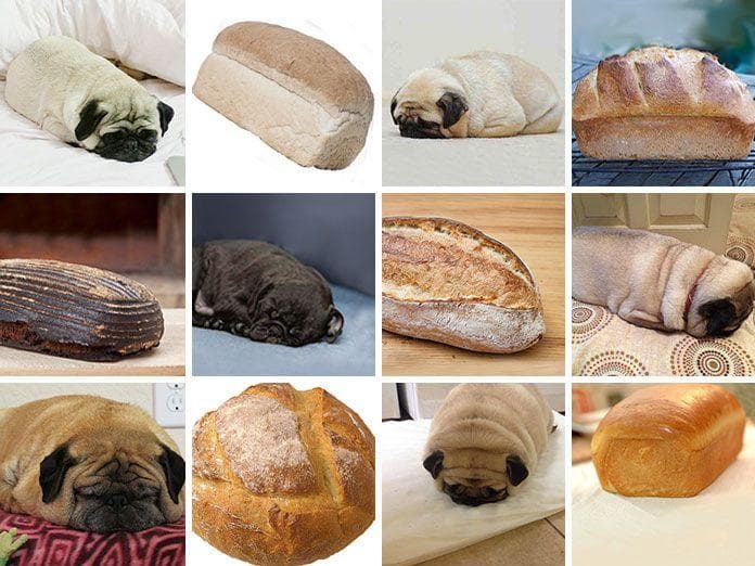 Animals or Foods: Memes That Make It Hard to Tell