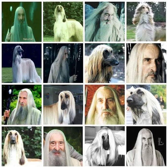 Animals or Foods: Memes That Make It Hard to Tell