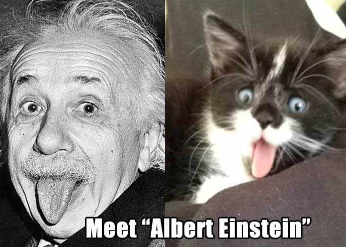 18 Pets With Extremely Appropriate Names