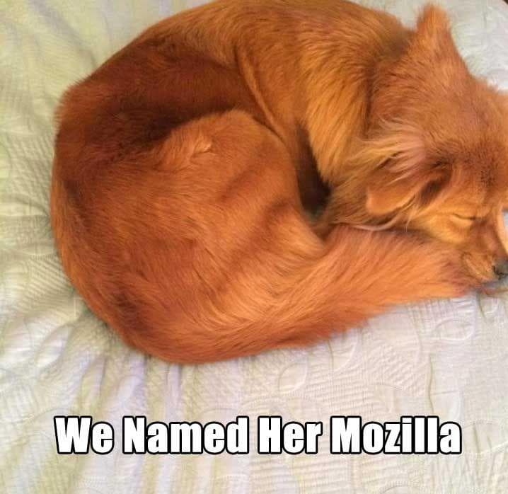 18 Pets With Extremely Appropriate Names