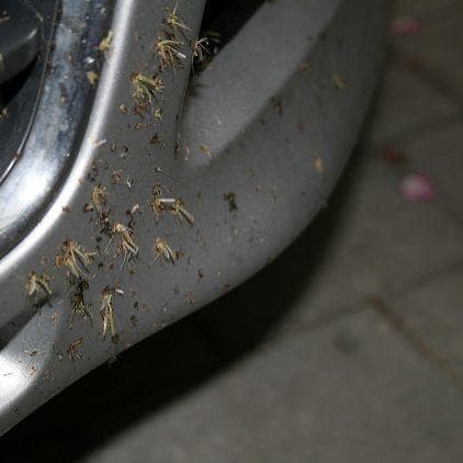 The Wackiest Scientists to Ever Win the Ig Nobel Prize