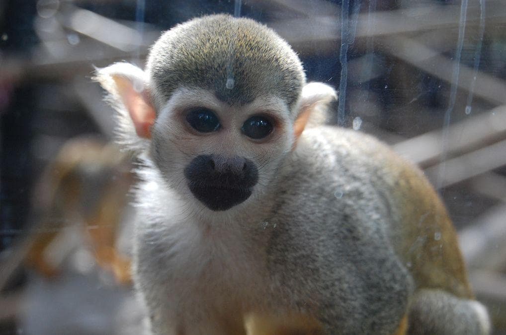 12 Animals That Have Been Arrested or Suspected of Crimes