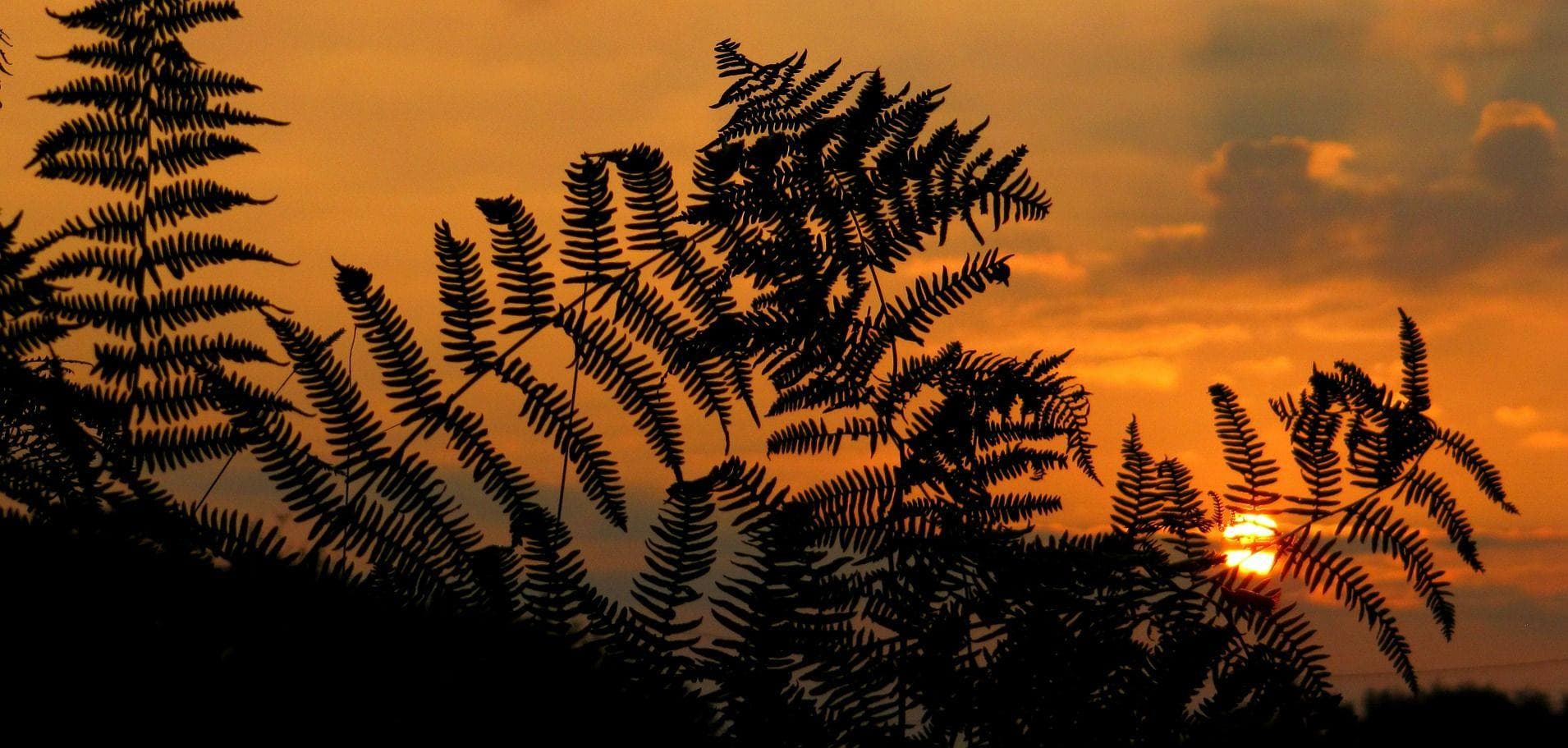 15 Crazy Instances of Self-Similarity in Nature