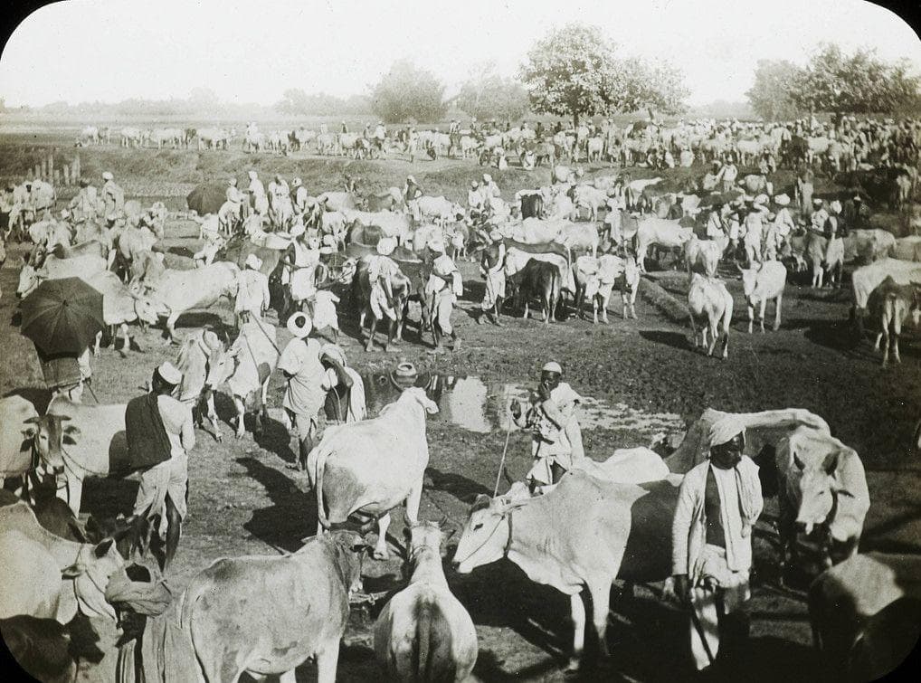 16 Weird Ways People Eat Blood Around the World