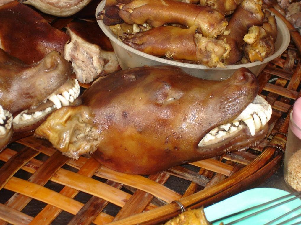 16 Cultures Around the World That Eat Dogs