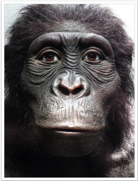 In Memoriam: All Members of the Human Family Tree That Were Bested by ...