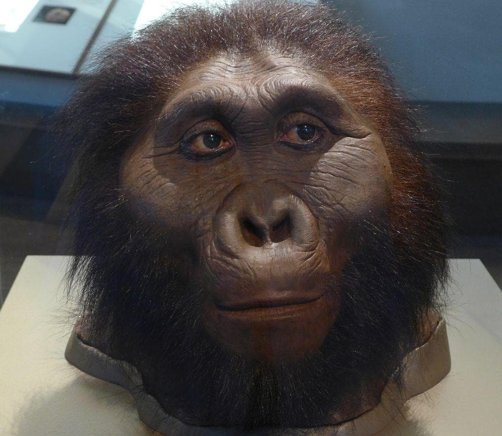 In Memoriam: All Members of the Human Family Tree That Were Bested by ...