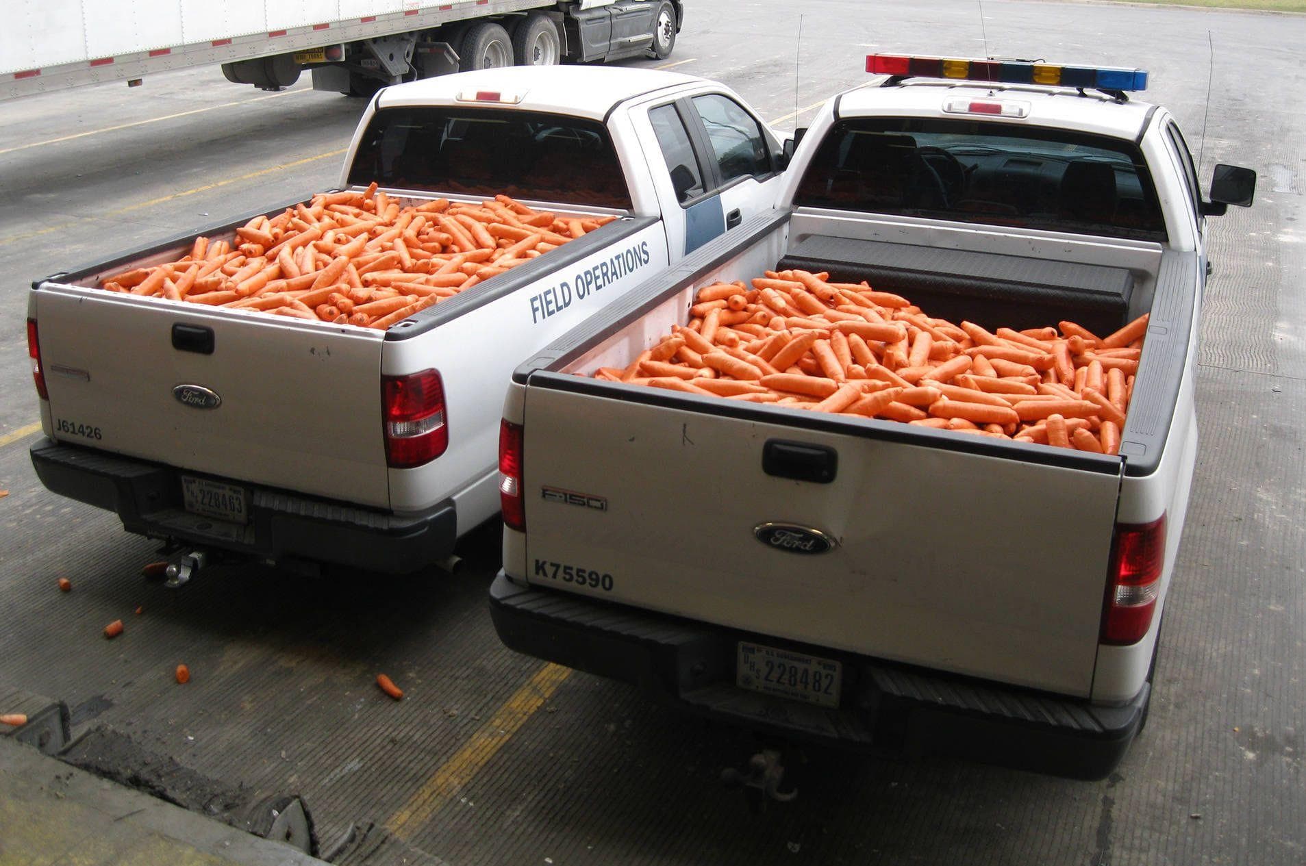 Bizarre Smuggling Stories That Didn't Quite Work Out as Planned