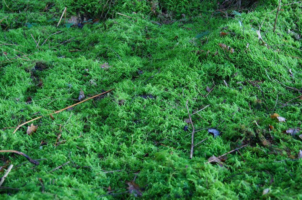 14 Strange And Gruesome Facts About Bog Bodies