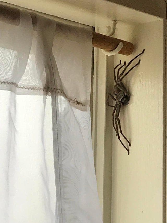 17 Scary Photos of Spiders Hiding Where They Shouldn't Be