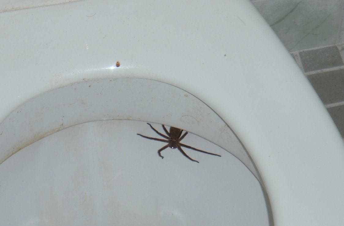 17 Scary Photos of Spiders Hiding Where They Shouldn't Be