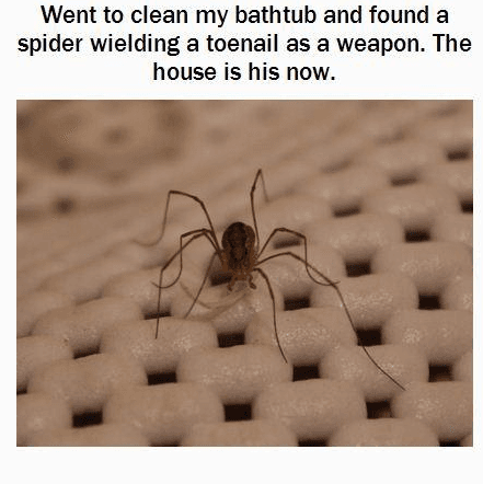 17 Scary Photos of Spiders Hiding Where They Shouldn't Be