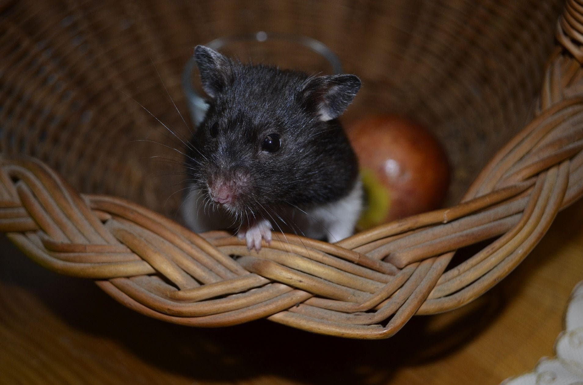 People Describe The Craziest Ways Pet Hamsters Died When They Were Kids